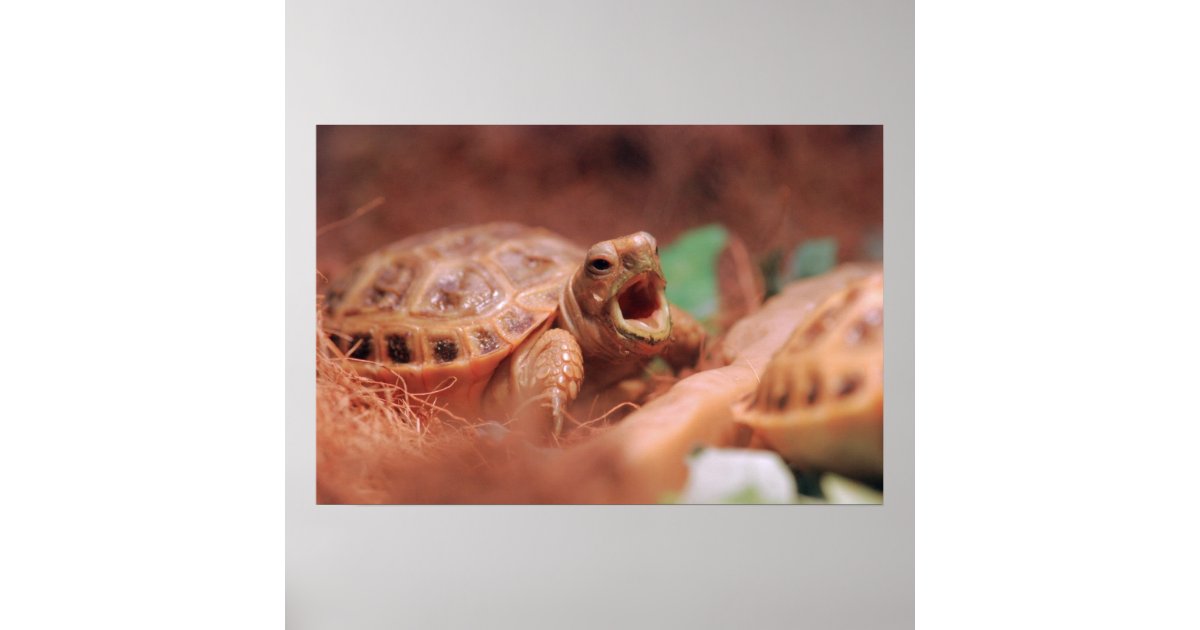 Tortoise Poster | Zazzle