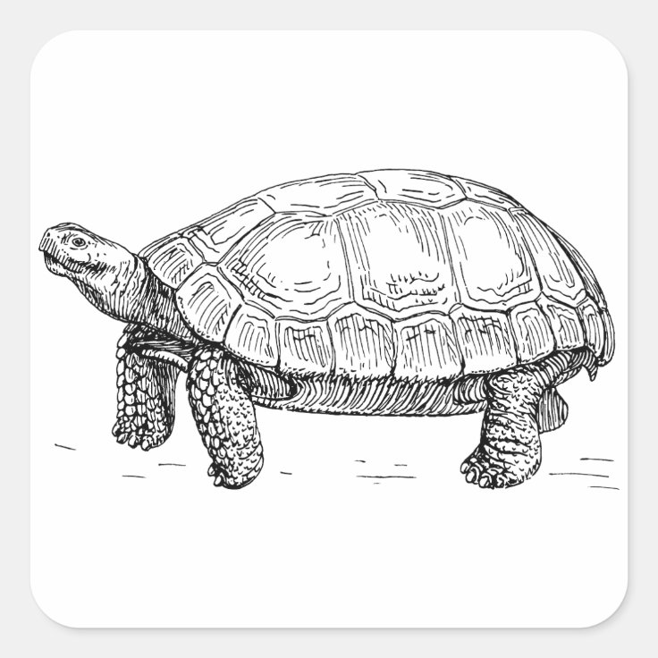 Tortoise Square Sticker | Zazzle