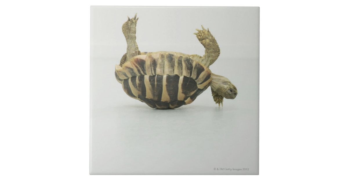 Tortoise upside down, balancing on shell tile | Zazzle