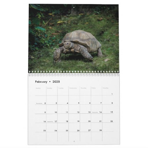 Tortoise Wall Calendar | Zazzle