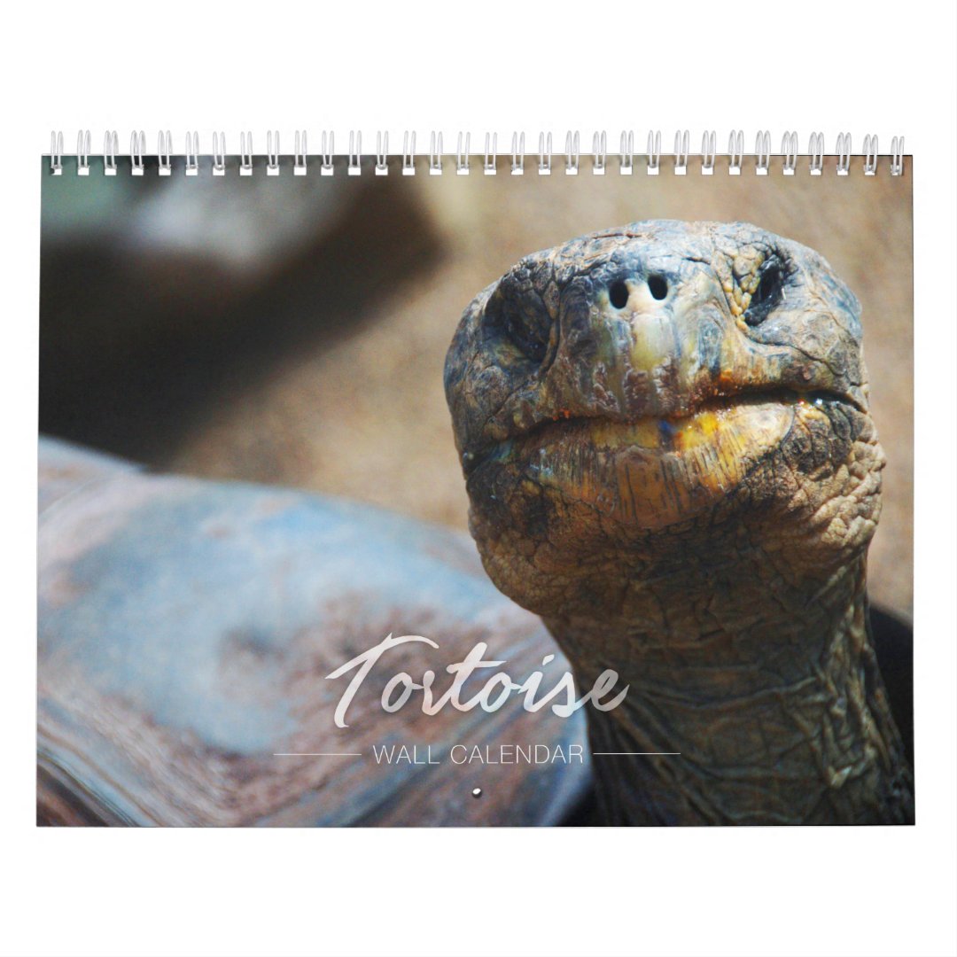 Tortoise Wall Calendar | Zazzle
