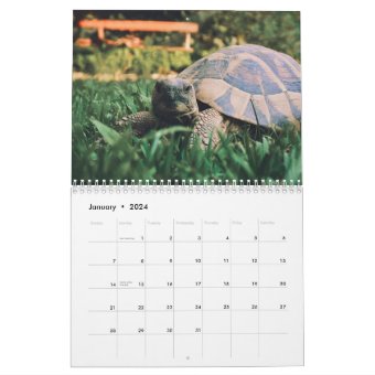 Tortoise Wall Calendar | Zazzle