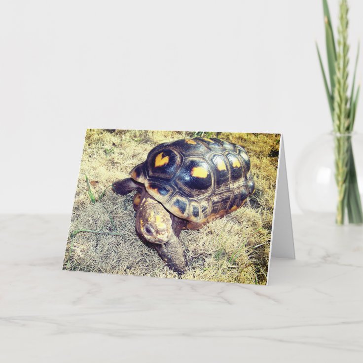 Tortoise with heart pattern Valentine Holiday Card | Zazzle