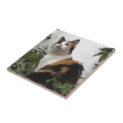 Tortoiseshell and White Cat Ceramic Tile | Zazzle