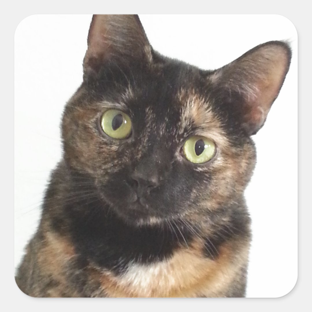 Tortoiseshell Cat Square Sticker | Zazzle