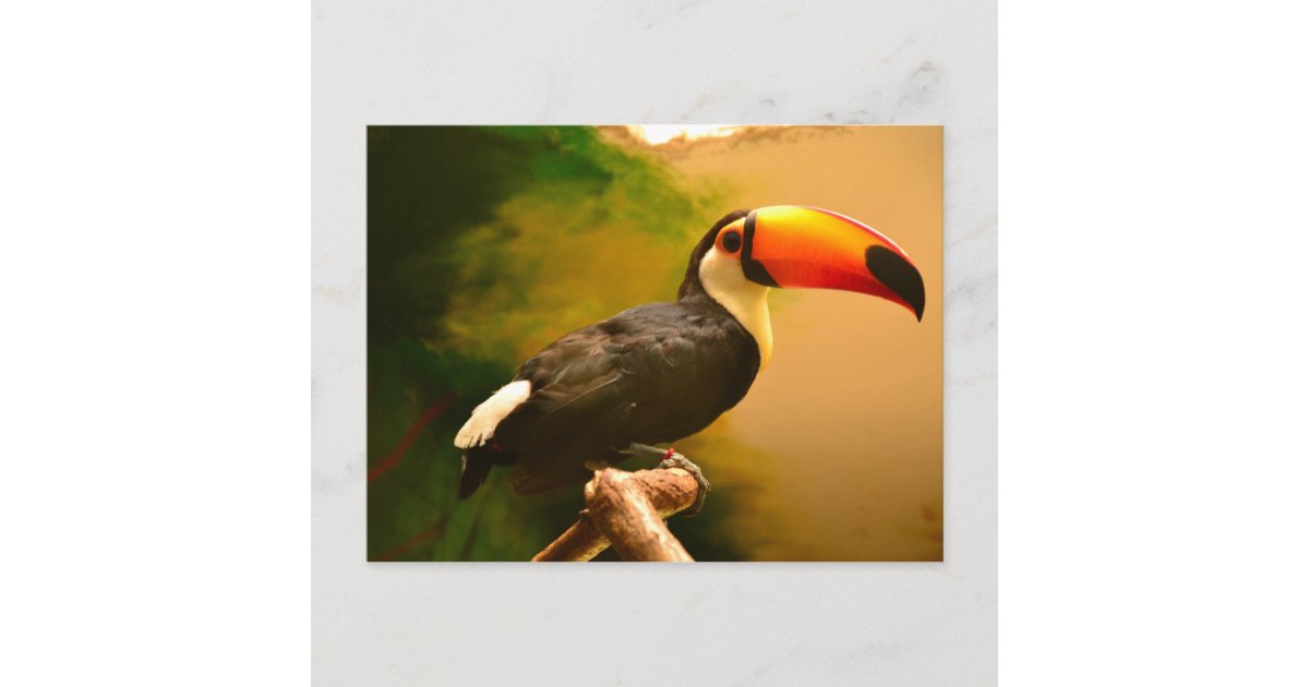 Toucan Postcard | Zazzle