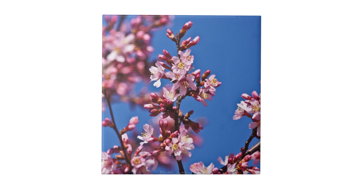 Touching Blue Japanese Cherry Blossoms Tile | Zazzle