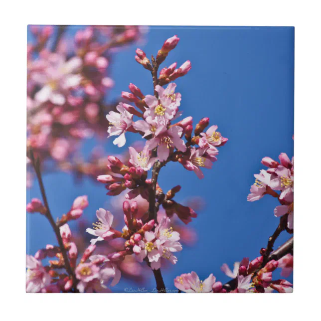 Touching Blue Japanese Cherry Blossoms Tile | Zazzle