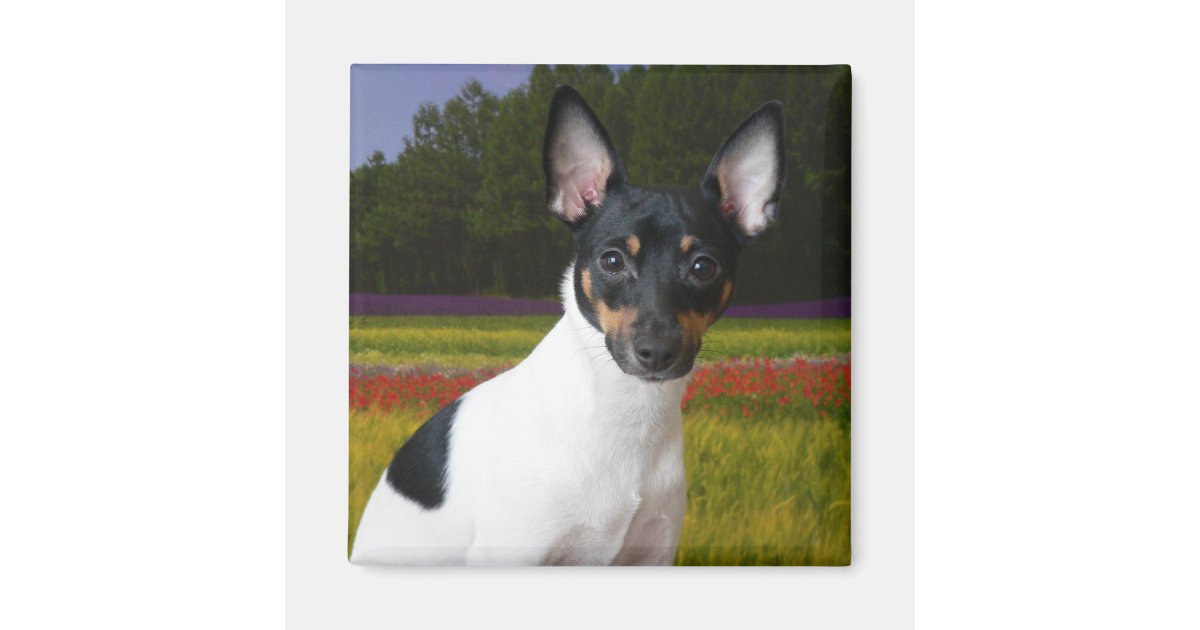 Toy Fox Terrier Magnet | Zazzle