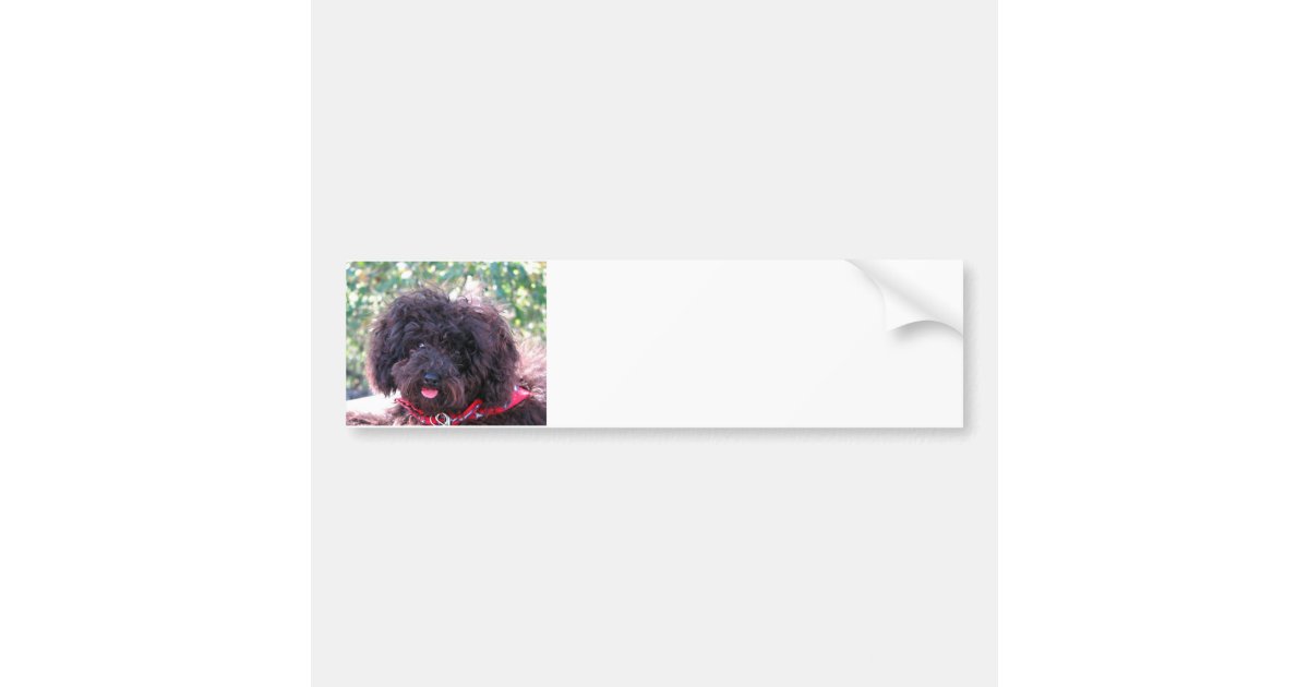 Toy Poodle Black Bumper Sticker | Zazzle
