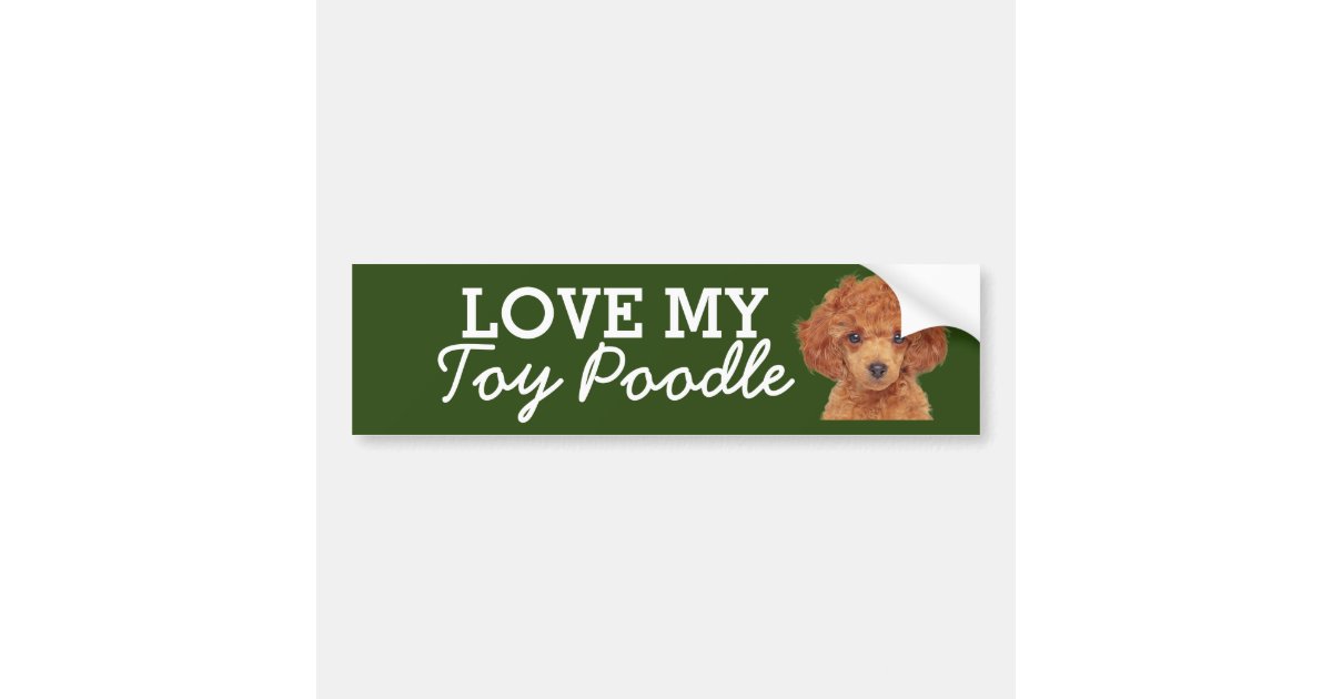 Toy Poodle bumper sticker | Zazzle