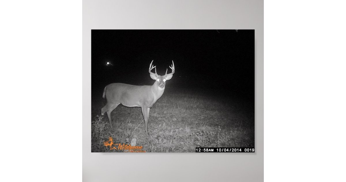 Trail Camera Buck Poster | Zazzle
