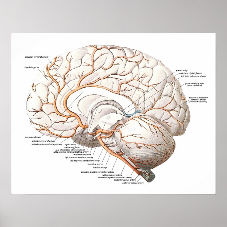 Transverse Section of the Brain Poster | Zazzle