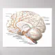 Transverse Section of the Brain Poster | Zazzle