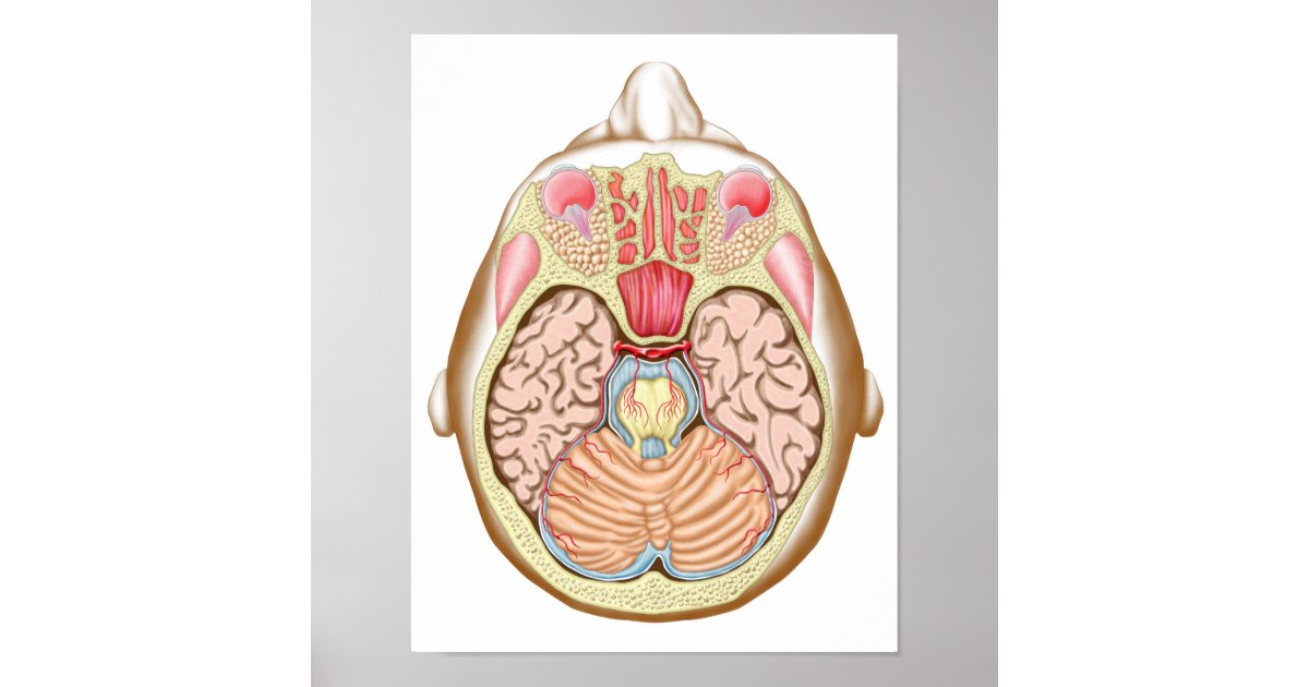 Transverse Section Of The Midbrain Poster | Zazzle