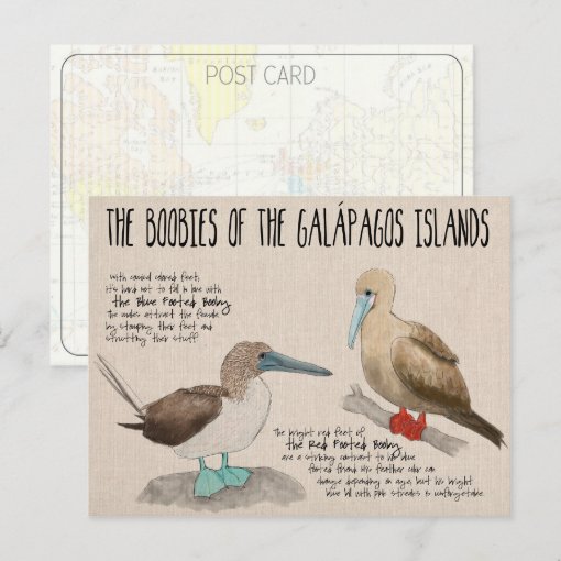 Travel Sketch Postcard: Birds of the Galapagos Postcard | Zazzle