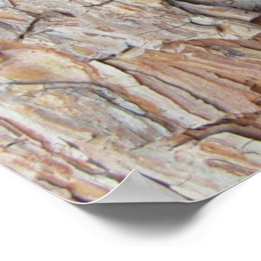 Tree Bark Fall Autumn Patterns Poster | Zazzle