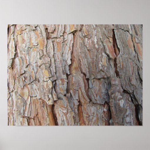Tree Bark Fall Autumn Patterns Poster | Zazzle