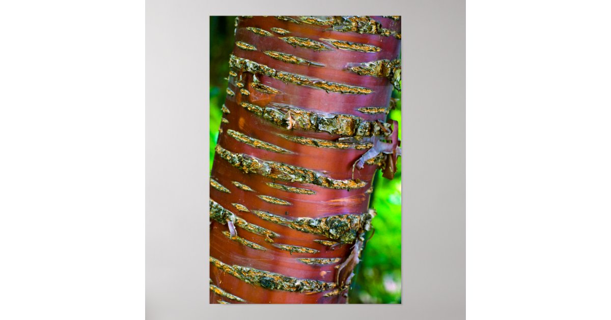 Tree bark Poster | Zazzle