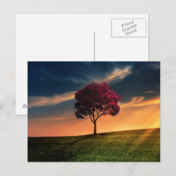 Tree beautiful nature scenery postcard | Zazzle