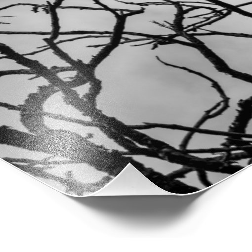 Tree Branches Photo Print | Zazzle