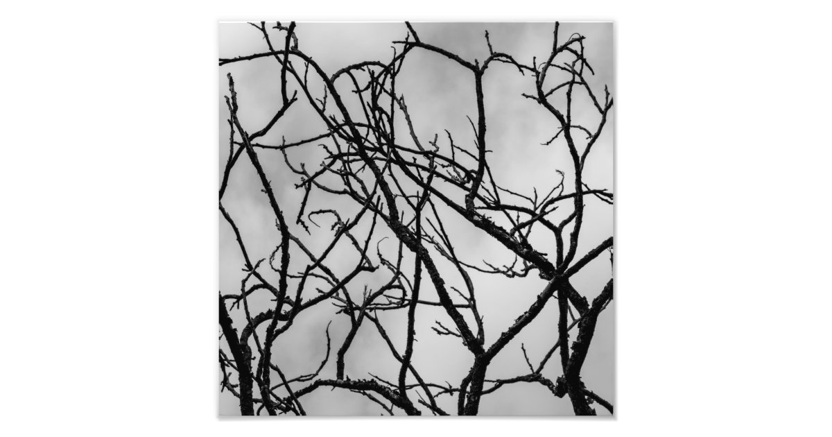Tree Branches Photo Print | Zazzle
