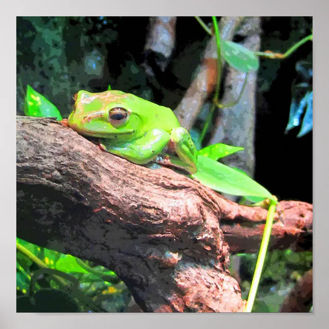 Tree Frog CB Poster | Zazzle