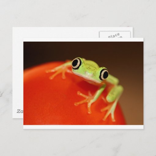 tree frog postcard | Zazzle