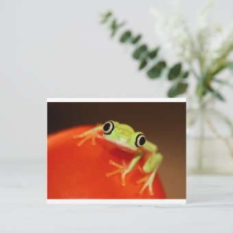 tree frog postcard | Zazzle