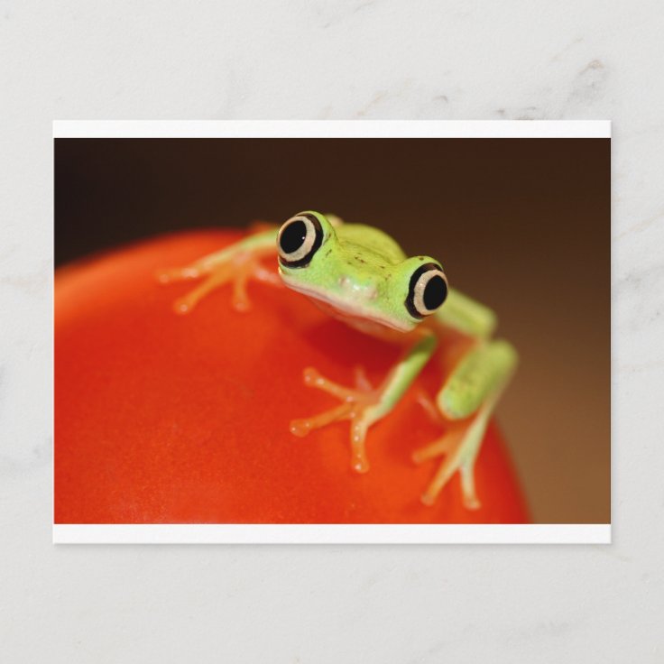 tree frog postcard | Zazzle
