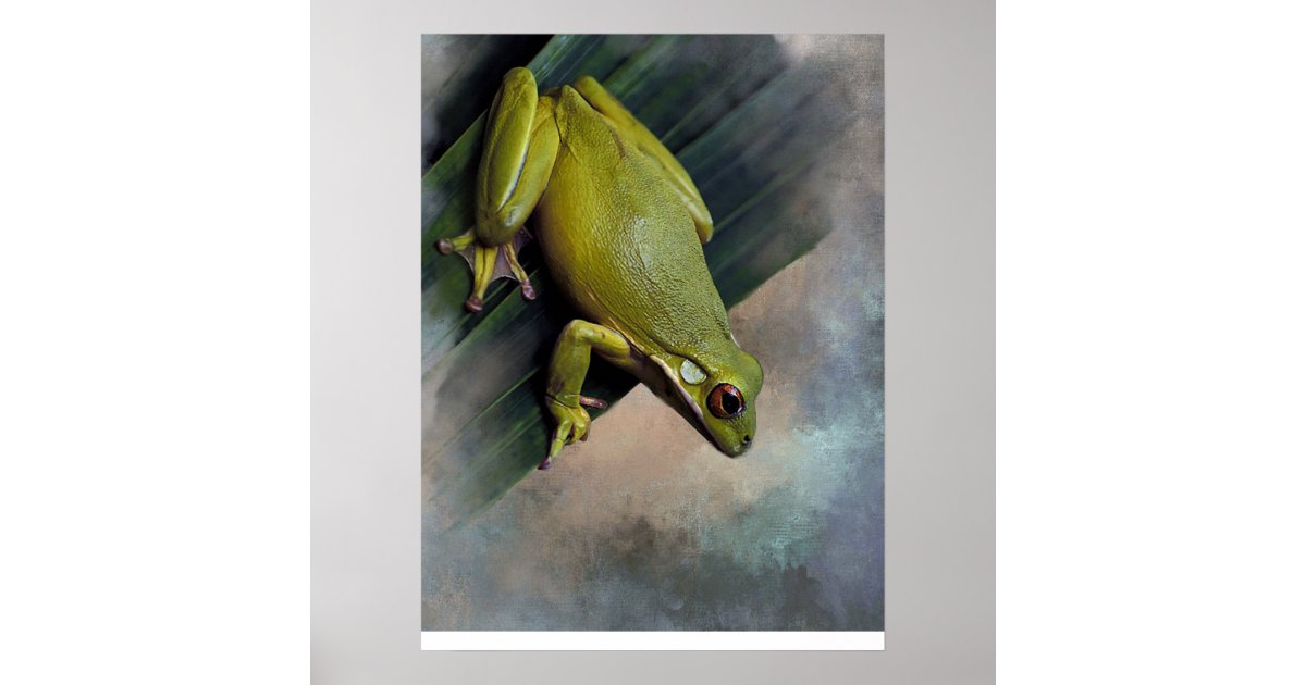 Tree Frog Poster | Zazzle