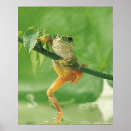 Tree Frog Poster | Zazzle