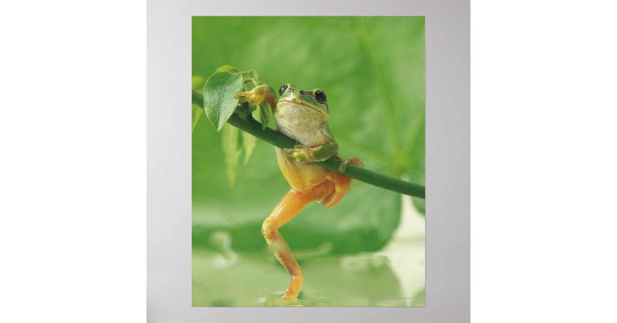 Tree Frog Poster | Zazzle