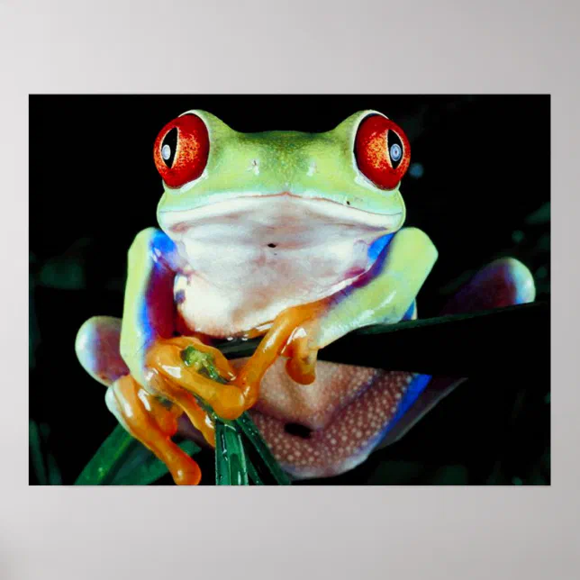 Tree Frog poster | Zazzle