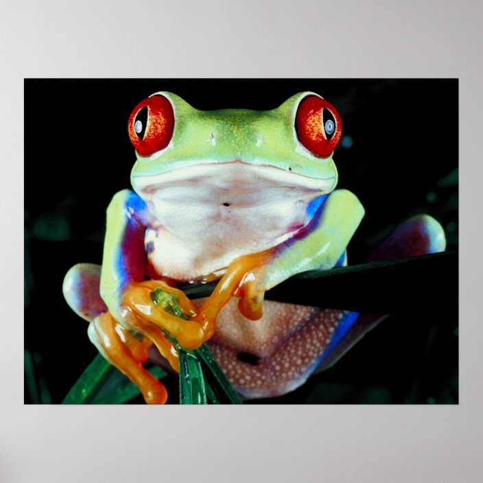 Tree Frog poster | Zazzle.com