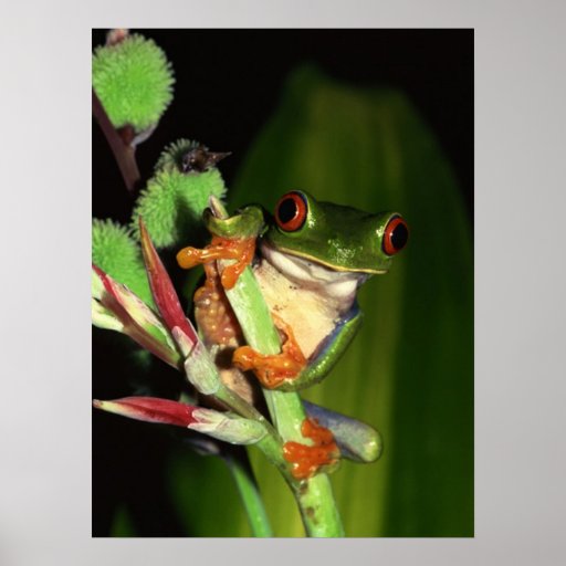 Tree Frog poster | Zazzle
