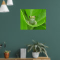 Tree Frog Poster | Zazzle