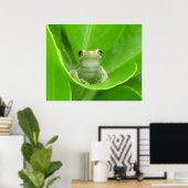 Tree Frog Poster | Zazzle