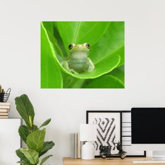 Tree Frog Poster | Zazzle