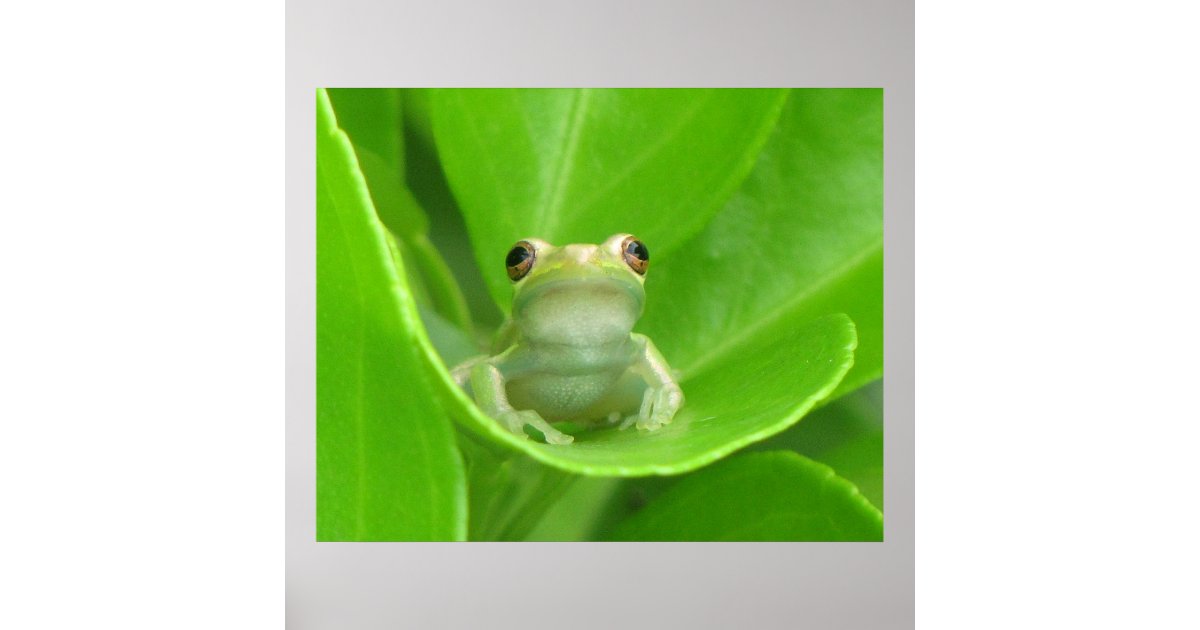 Tree Frog Poster | Zazzle