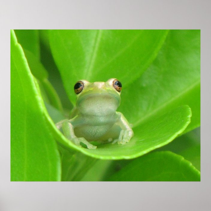 Tree Frog Poster | Zazzle.com