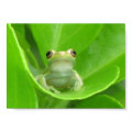 Tree Frog Poster | Zazzle