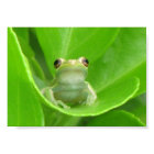 Tree Frog Poster | Zazzle