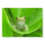 Tree Frog Poster | Zazzle