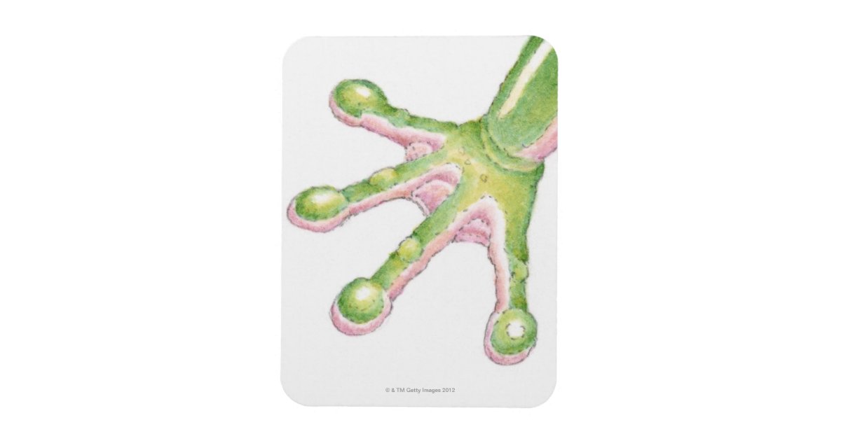 Tree Frog Toes Magnet | Zazzle