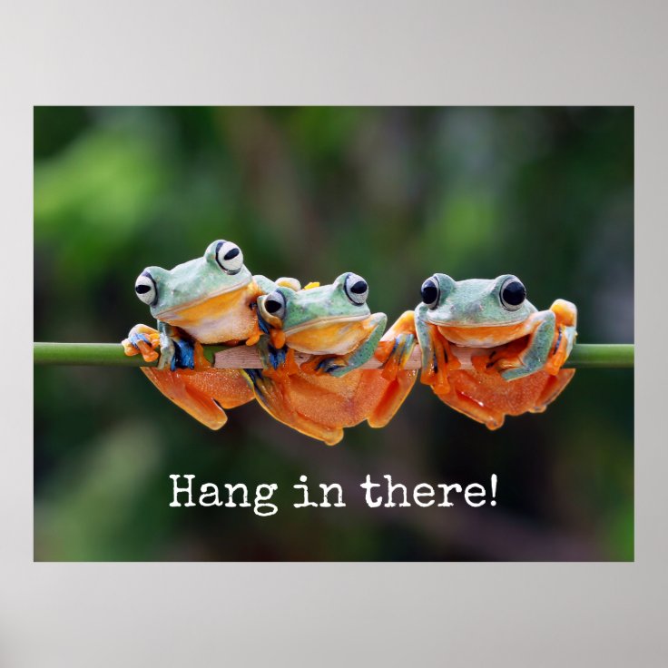 Tree Frogs Trio - Hang in There Poster | Zazzle