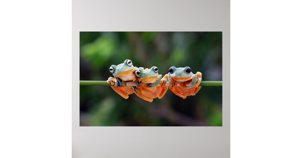 Tree Frogs Trio Poster | Zazzle