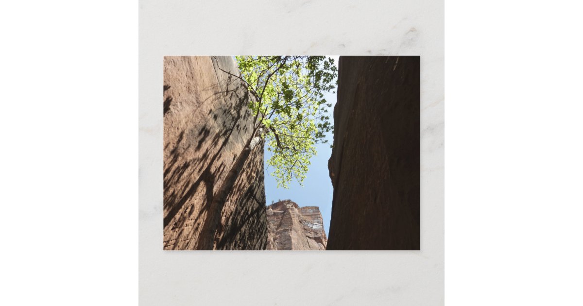 Tree Growing Between Rocks at Zion National Park Postcard | Zazzle