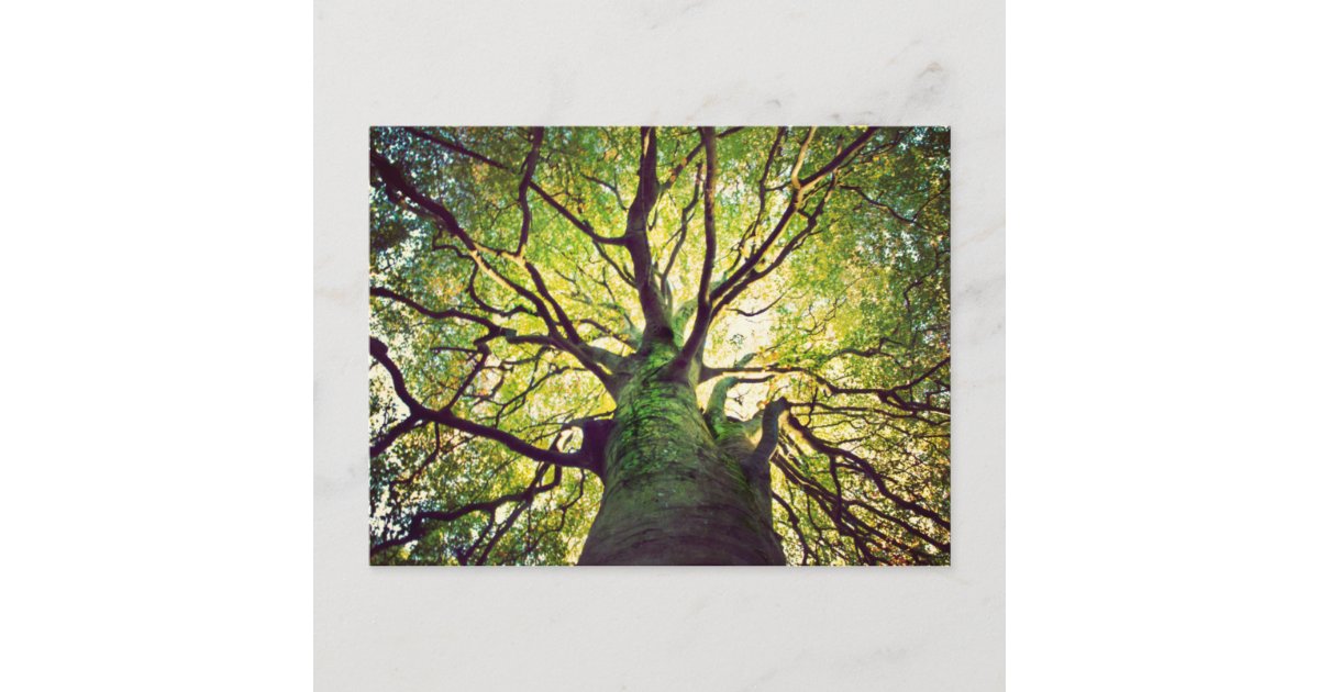 Tree Hugging Postcard | Zazzle