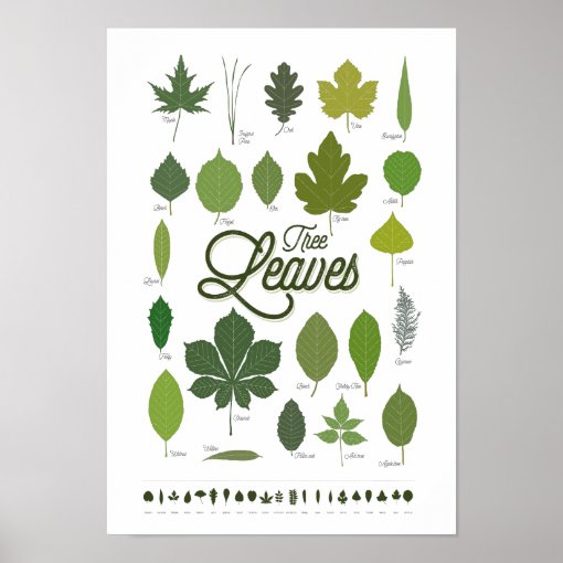 TREE LEAVES póster Poster | Zazzle